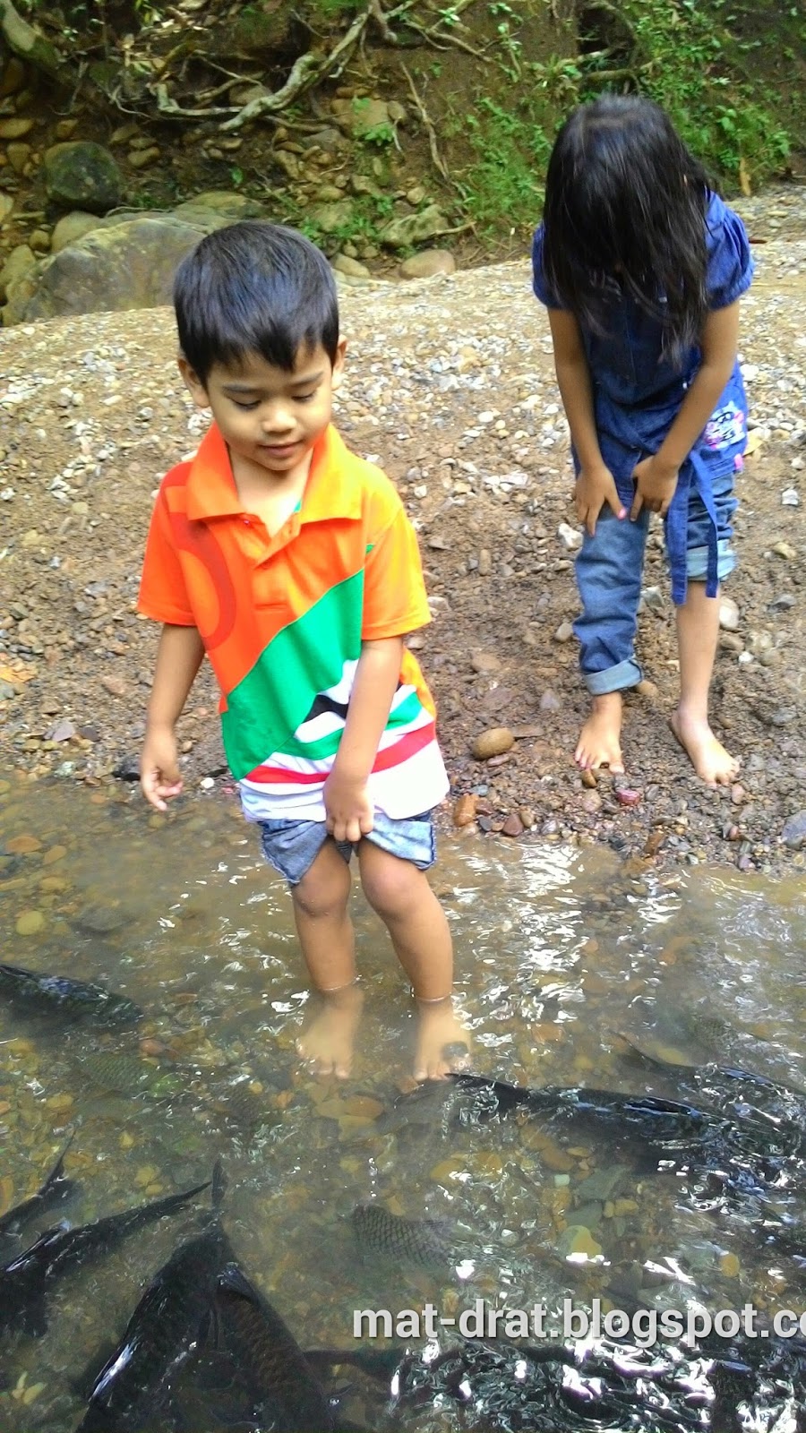 MAT DRAT: Tagal Fish Massage di Sg Moroli Kg Luanti Ranau Sabah