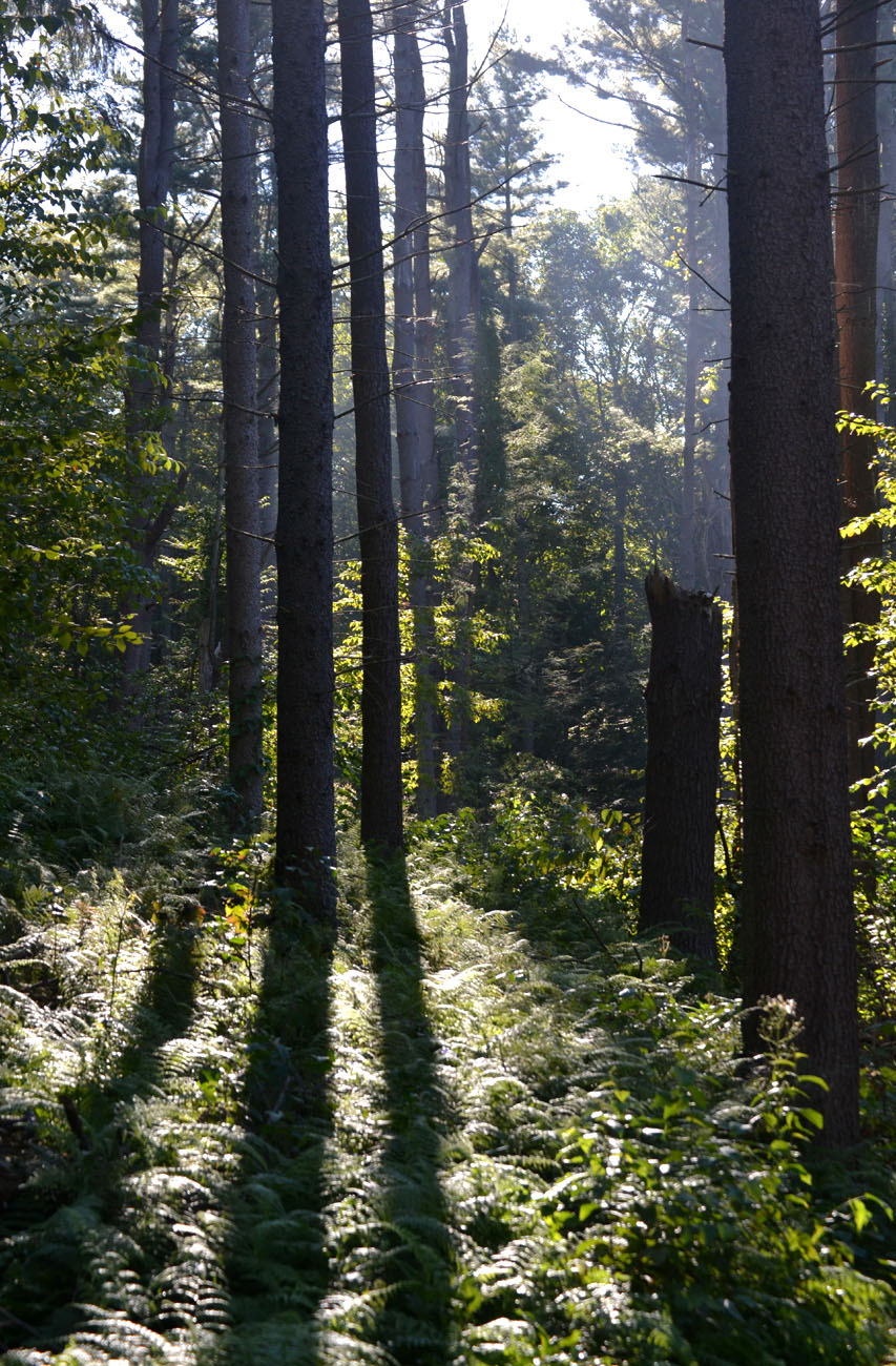Woods Walks and Wildlife: Back to the Woods