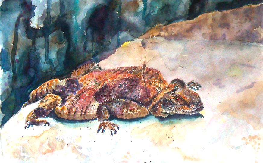 My Blog has moved to www.feliciafollum.com: Chuckwallas