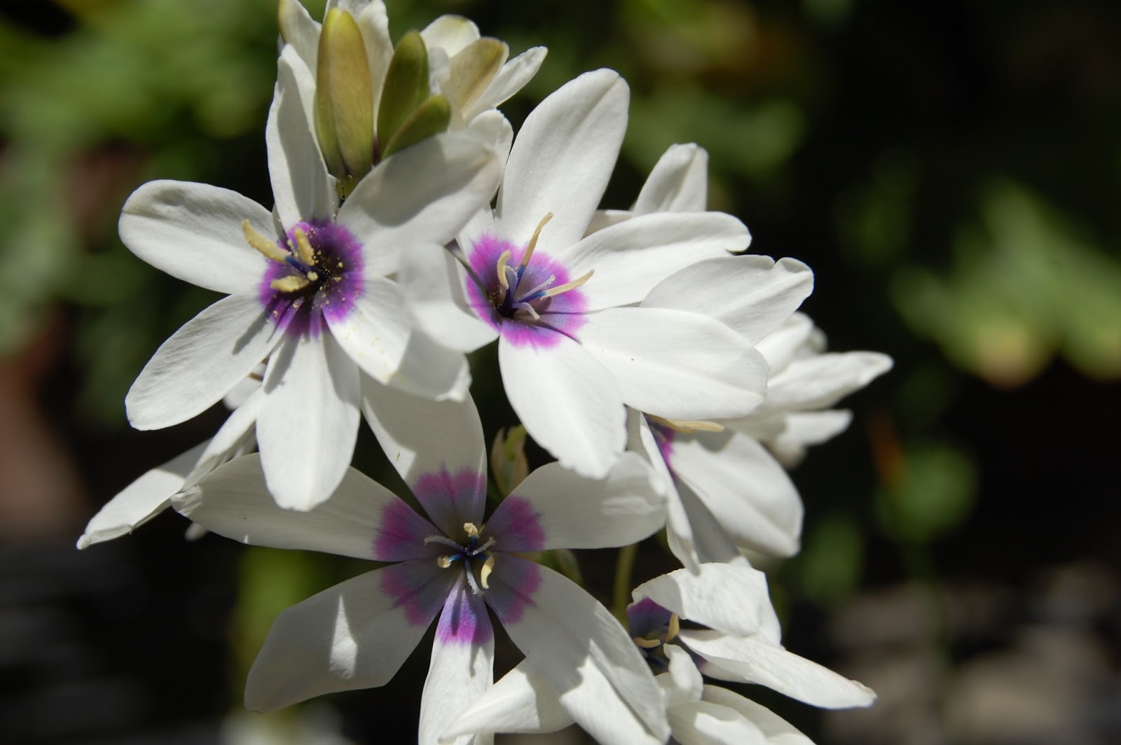 Norm's Nursery: South African bulbs