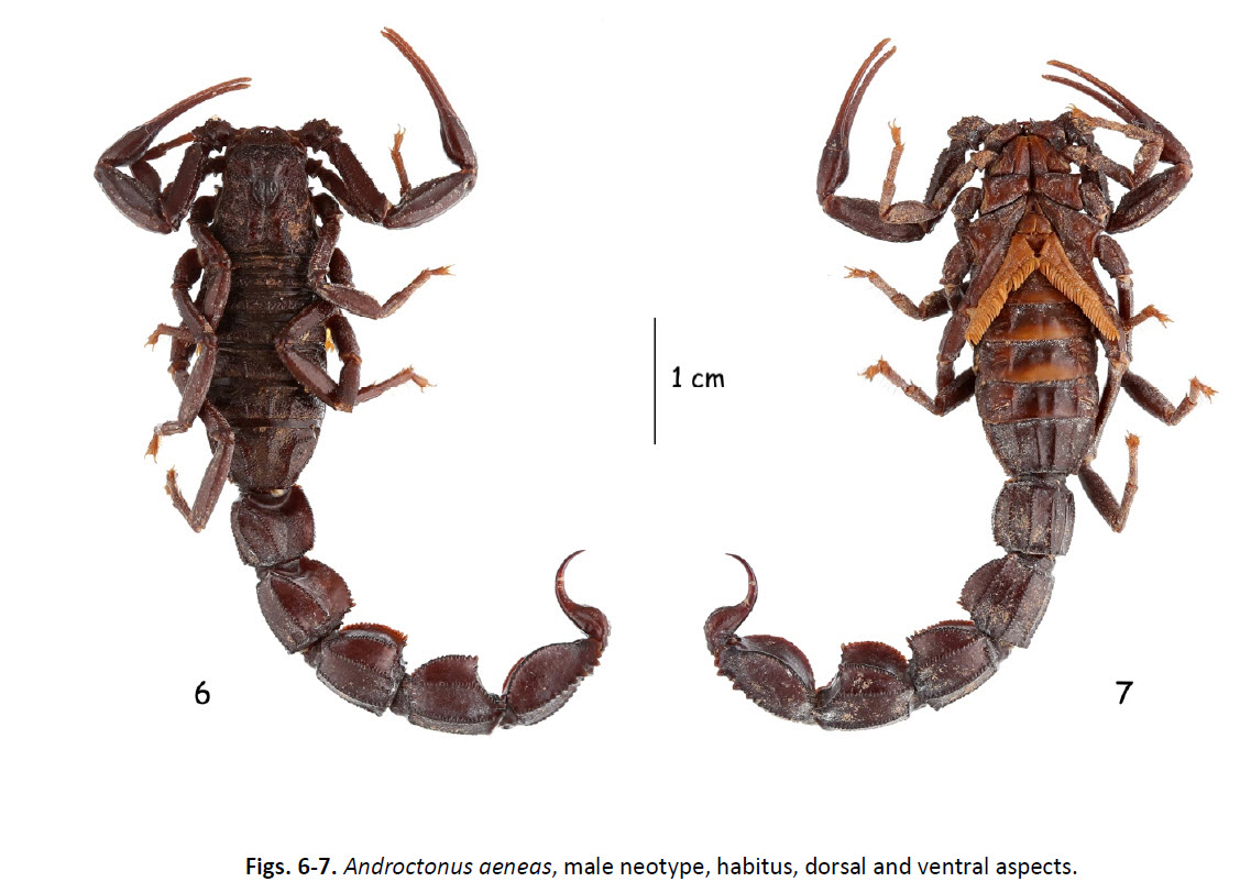The Scorpion Files Newsblog: Androctonus aeneas restored as a valid ...