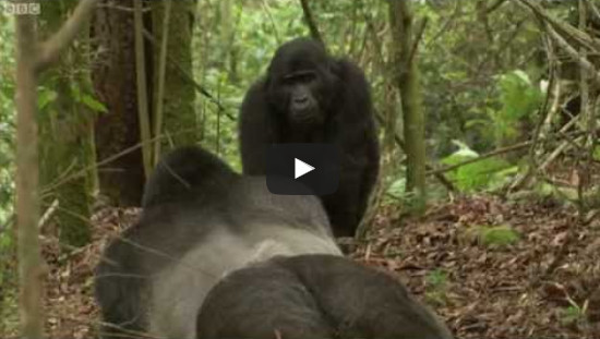 Gorilla Mating - Mountain Gorilla