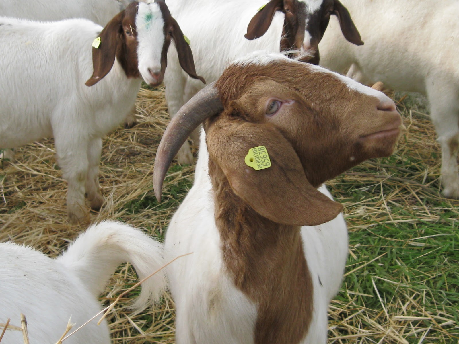 Boer Goats Portugal: Cabra Boer 8 meses