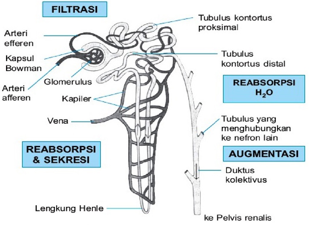 Gambar Nefron Ginjal Dan Bagian-Bagiannya : Struktur Nefron Dan Bagian ...