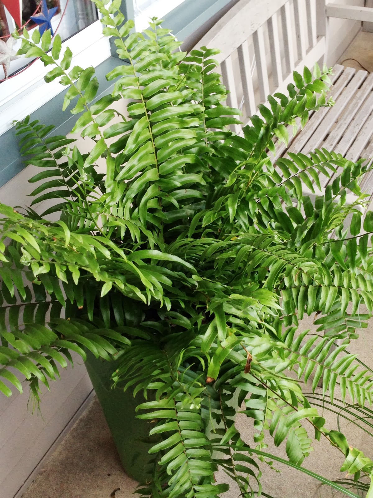 My Life of Plants: Macho Fern, Nephrolepis biserrata