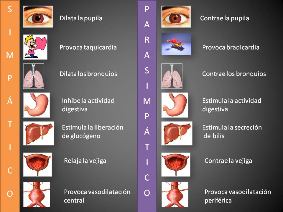 FISIOLOGÍA HUMANA: Diferencias funcionales entre el SNA simpático y ...