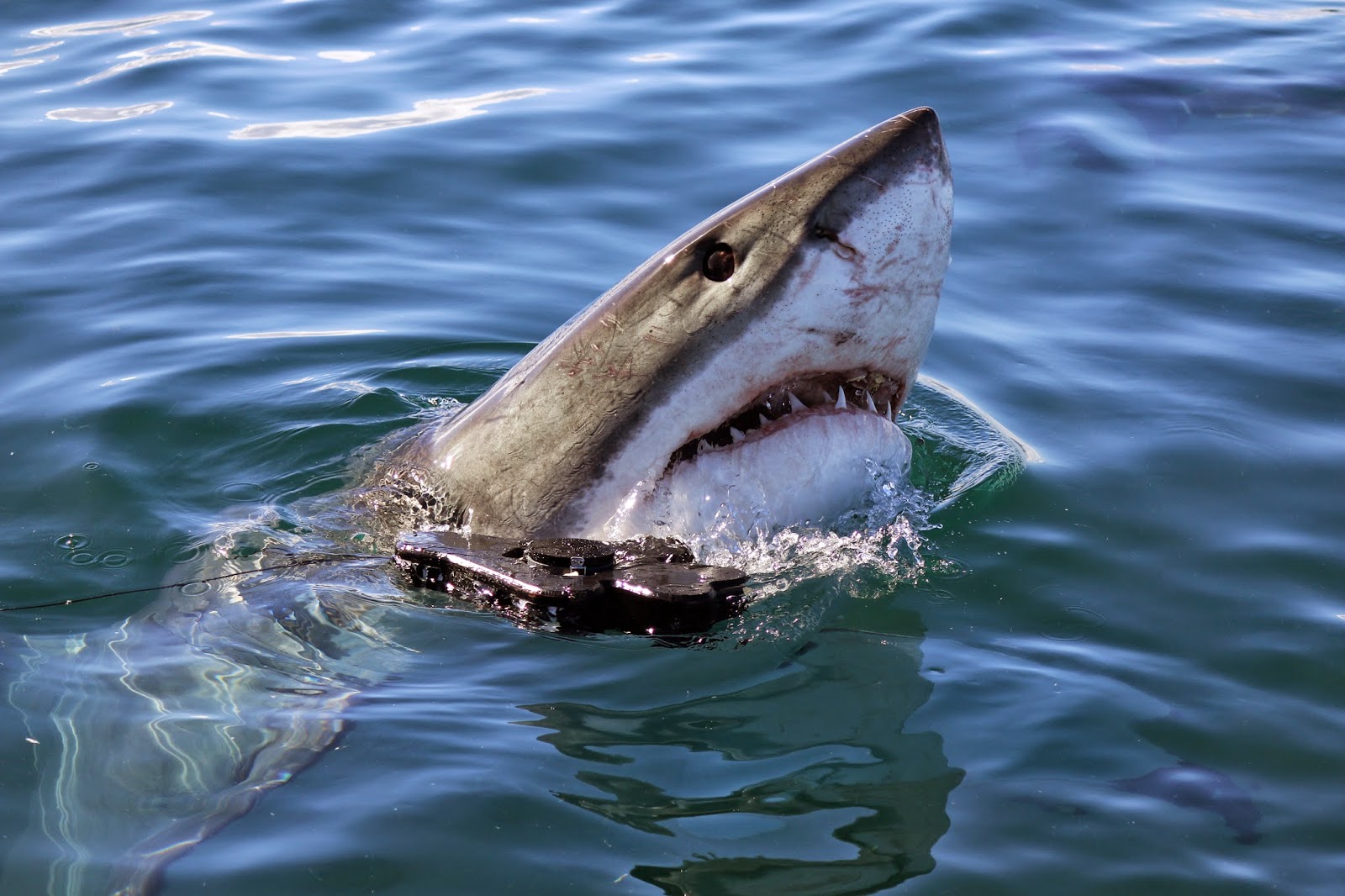 Immagini Di Squalo Bianco