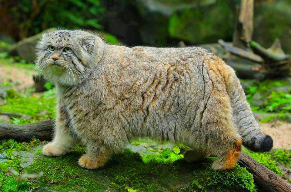 Biologia-Vida: Gato-de-pallas / Pallas’s cat (Otocolobus manul)