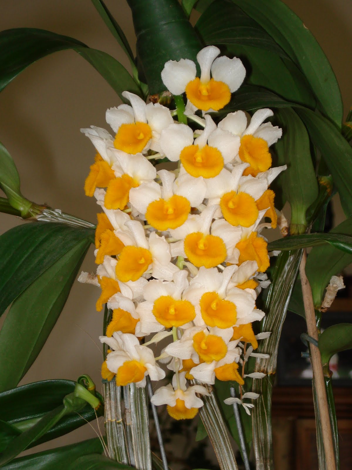 SABOR DE MABOQUE: Orquídeas