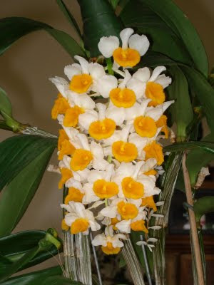 SABOR DE MABOQUE: Orquídeas