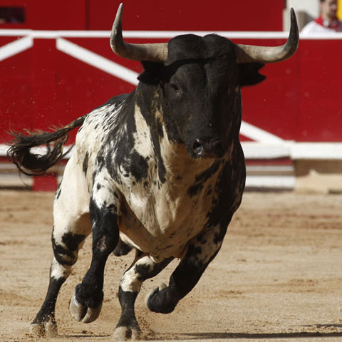 TRAPÍO TOROS: GANADERÍAS PARA LA FERIA DE SAN FERMÍN DE PAMPLONA 2017