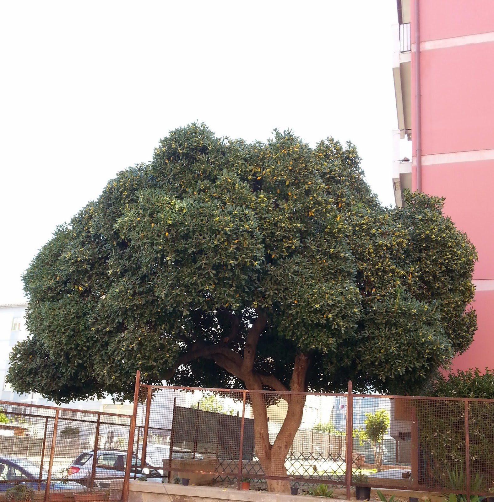 Cagliari in Verde: Il Pittosporo si fa grande