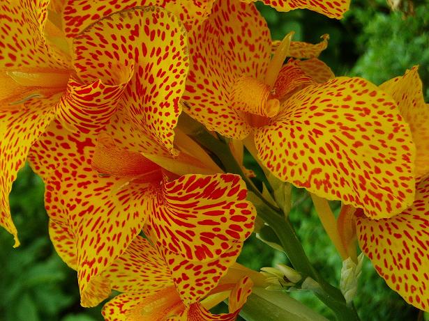 Flores de Perú