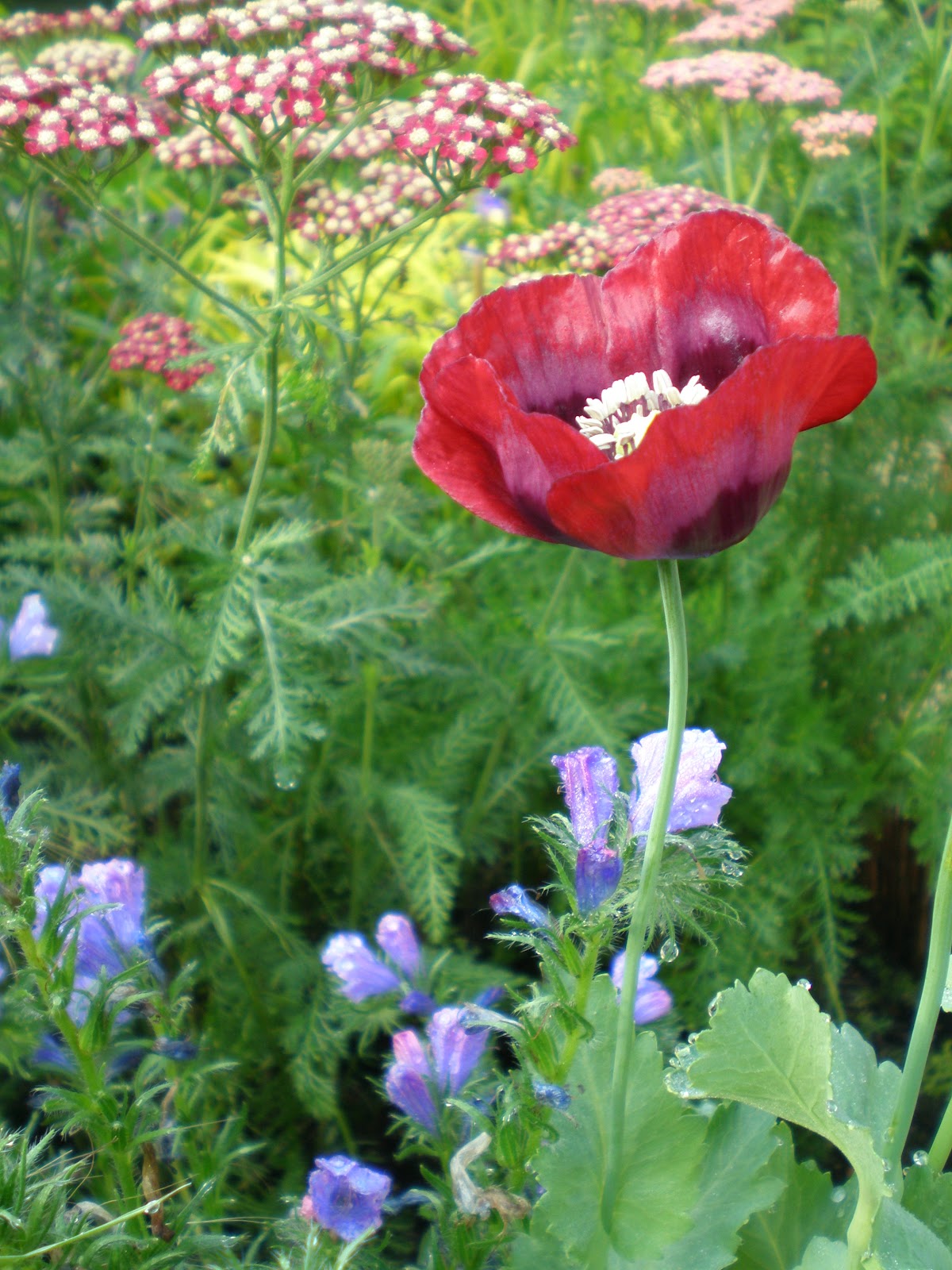 GreygirlGarden: August 2012