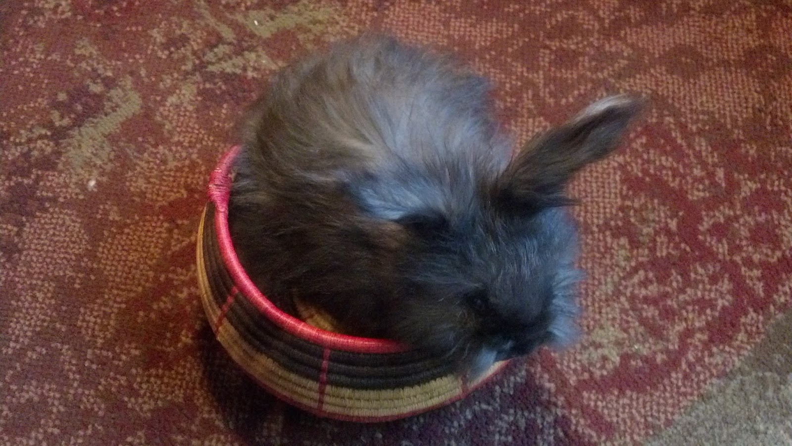 Greetings from James Creek: Bunny Babies @ 7 weeks Old - Feb. 26th