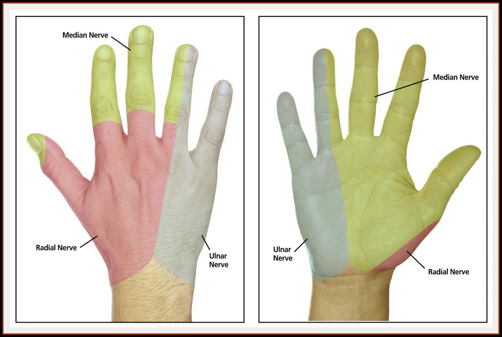 truthlady3: Dermatomes Dermal Segmentation