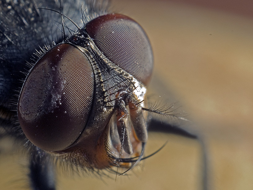 Crecer en Unión: Mosco