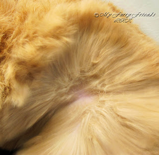 Pet Grooming: The Good, The Bad, & The Furry: Bathing/Clipping a Matted Dog