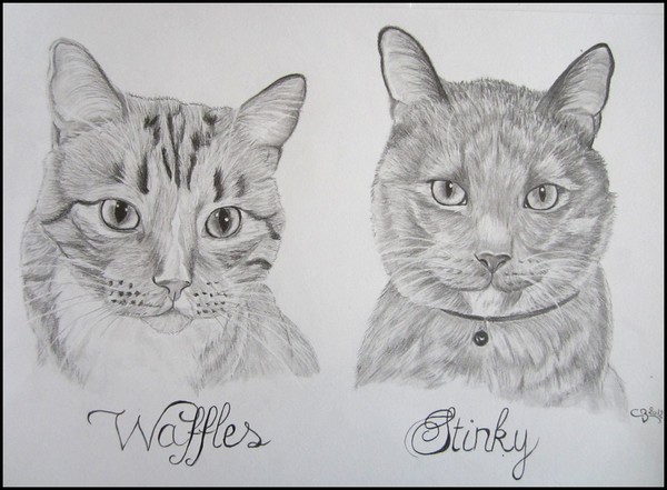 Le blog animalier : Portraits d'animaux