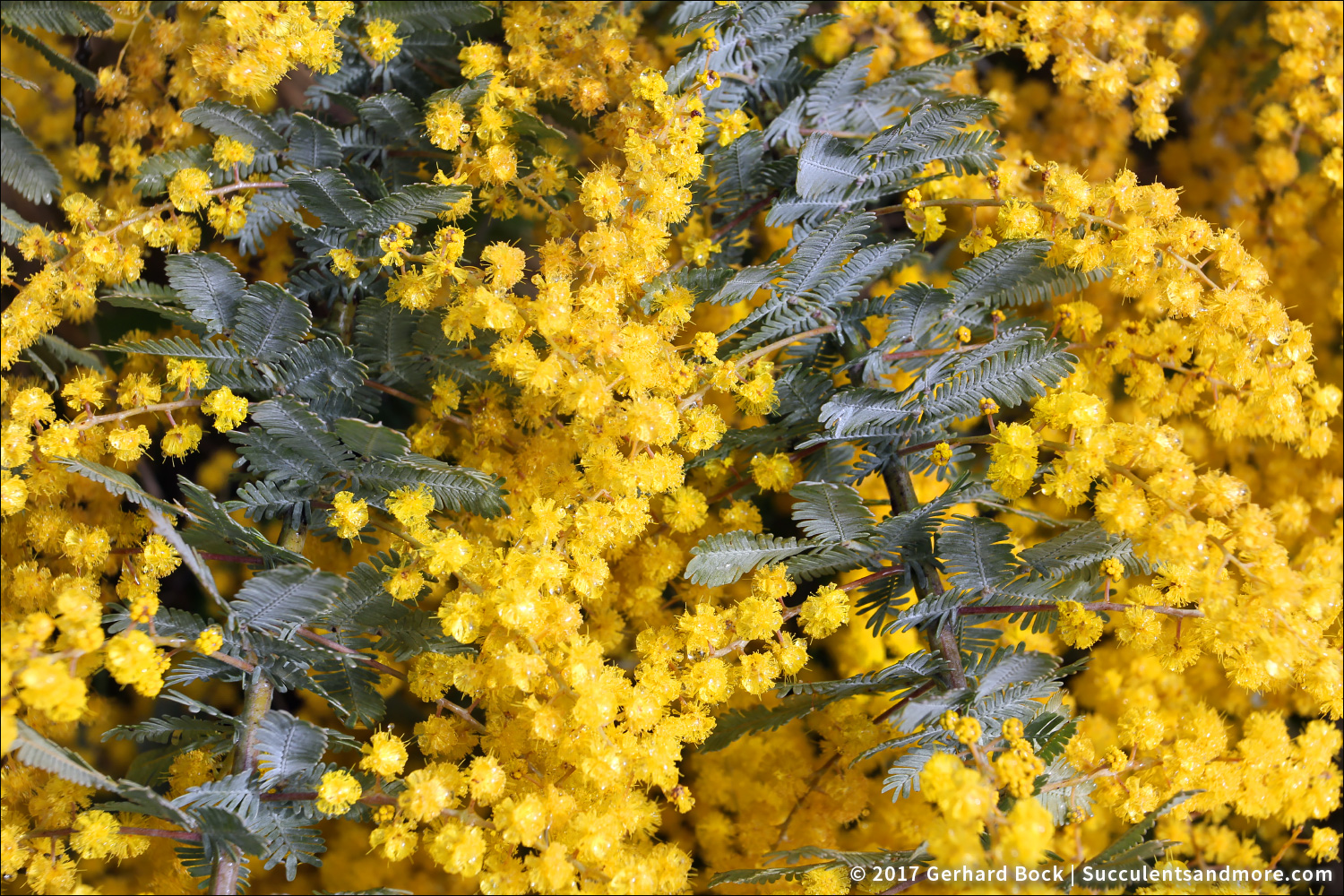 Another favorite tree: Acacia baileyana aka Cootamundra wattle