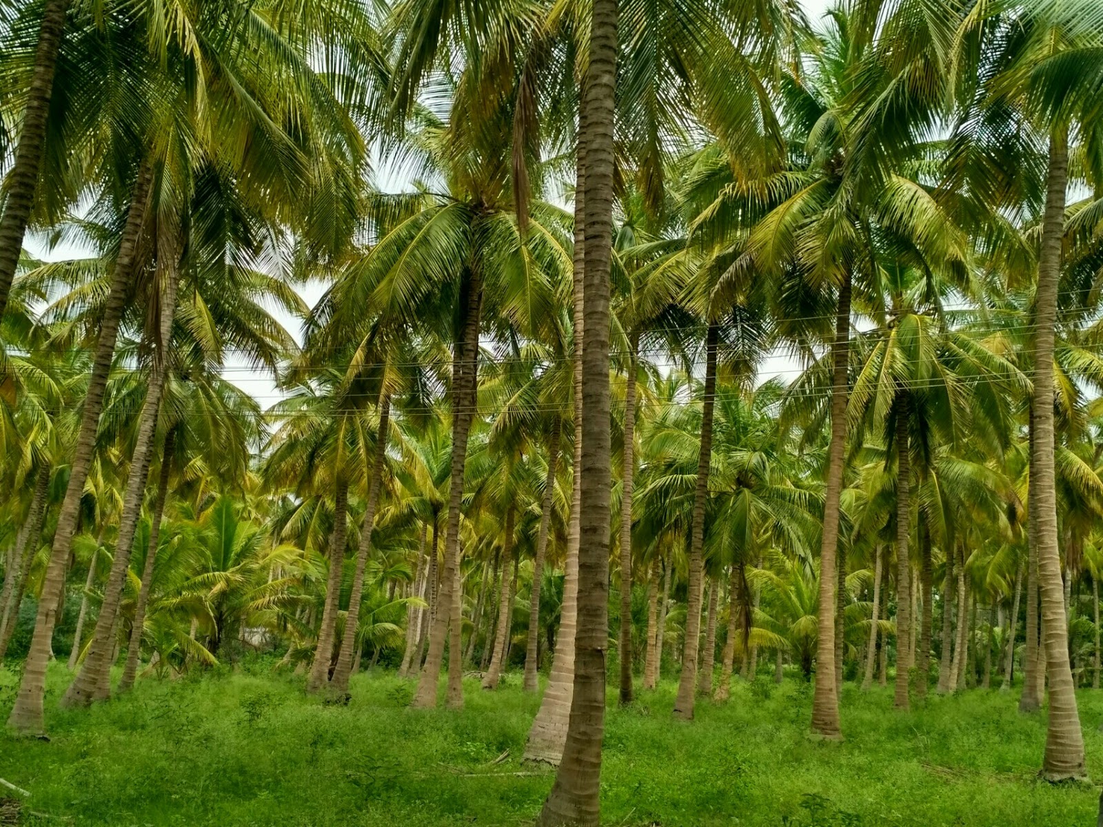 Kodaihills Realestate.: 6 Acre coconut farm for sale in near vathalakundu