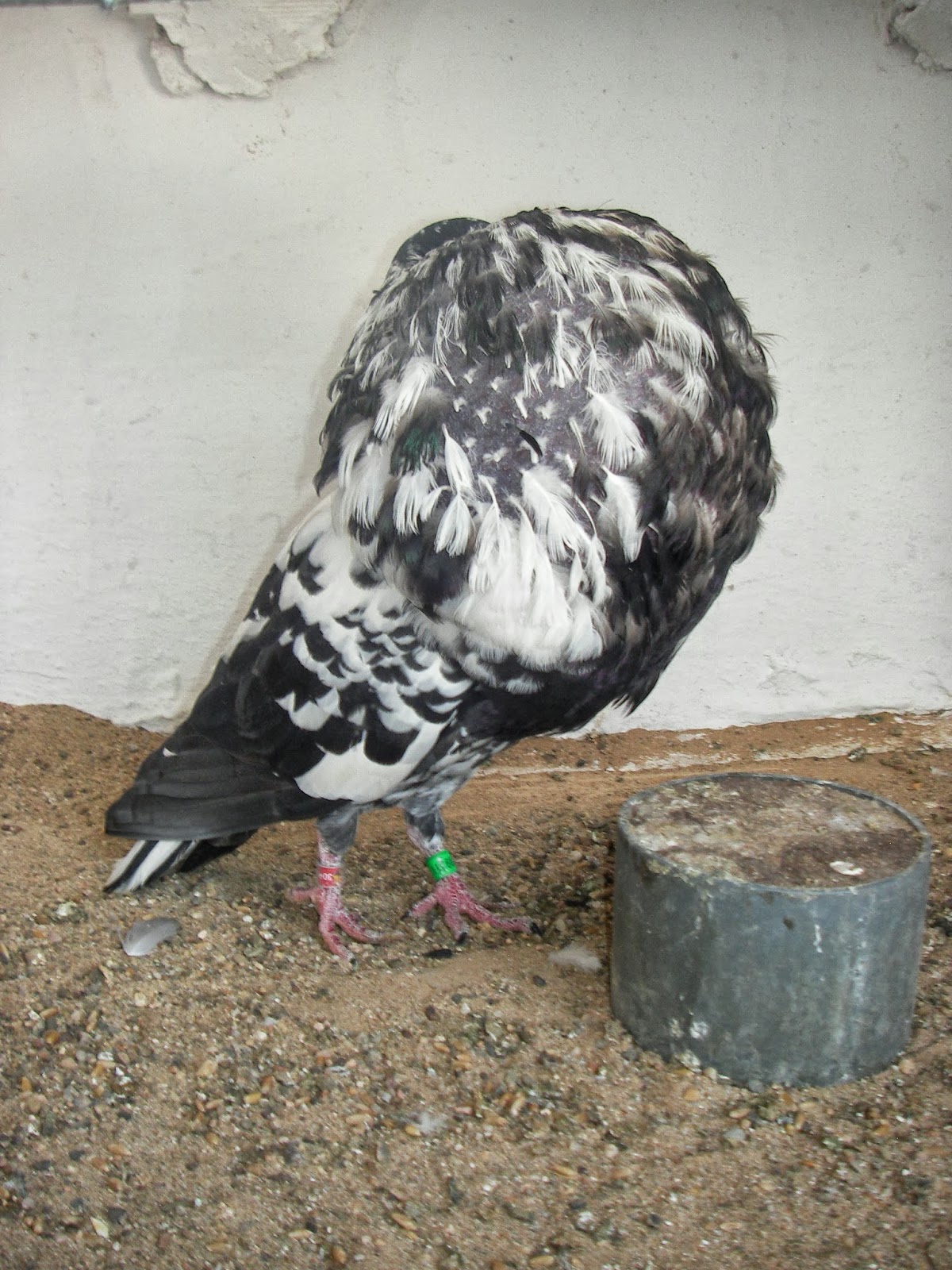palomas de raza - el foti - carmona(sevilla): PALOMAS GADITANAS
