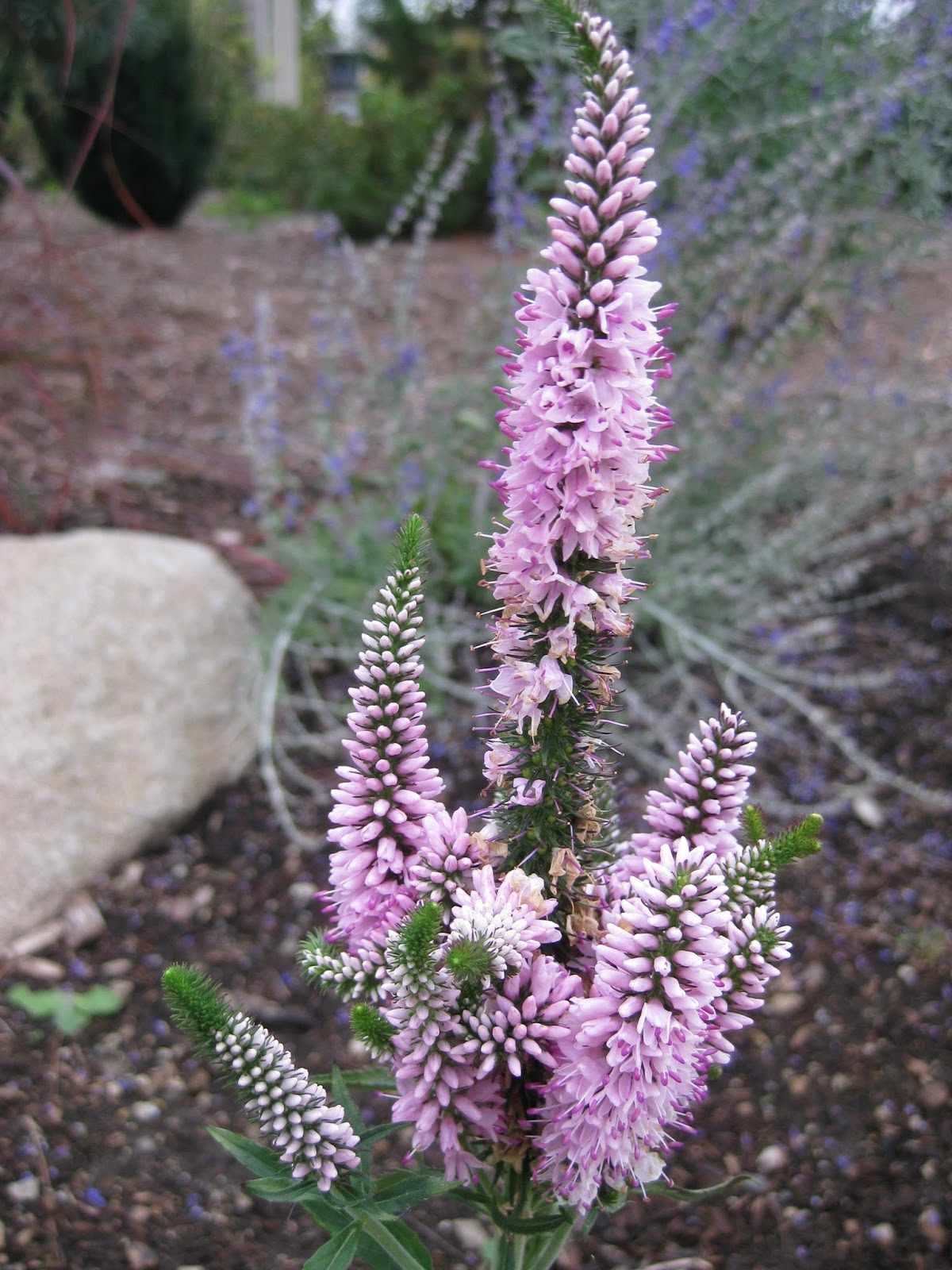 Rotary Botanical Gardens - Hort Blog: Vivid Veronicas