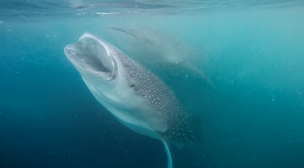SWIMMING WITH THE GENTLE GIANTS: WHALE SHARK GORONTALO ~ Life Is An ...