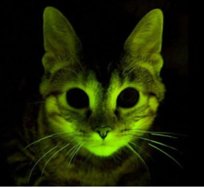 The Phytophactor: Glo-cat is too spooky