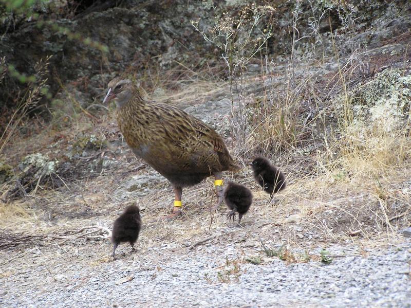 weka, weka gartenhaus. | High Definition Wallpapers