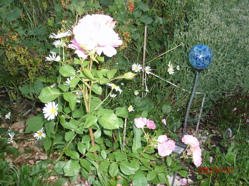 Carola's Alberta Garden 2019: Morden Roses