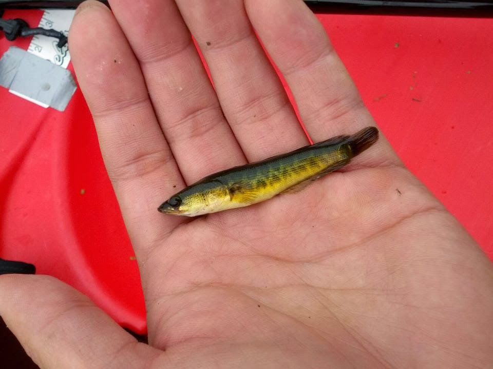 Baby Northern Snakehead Fish