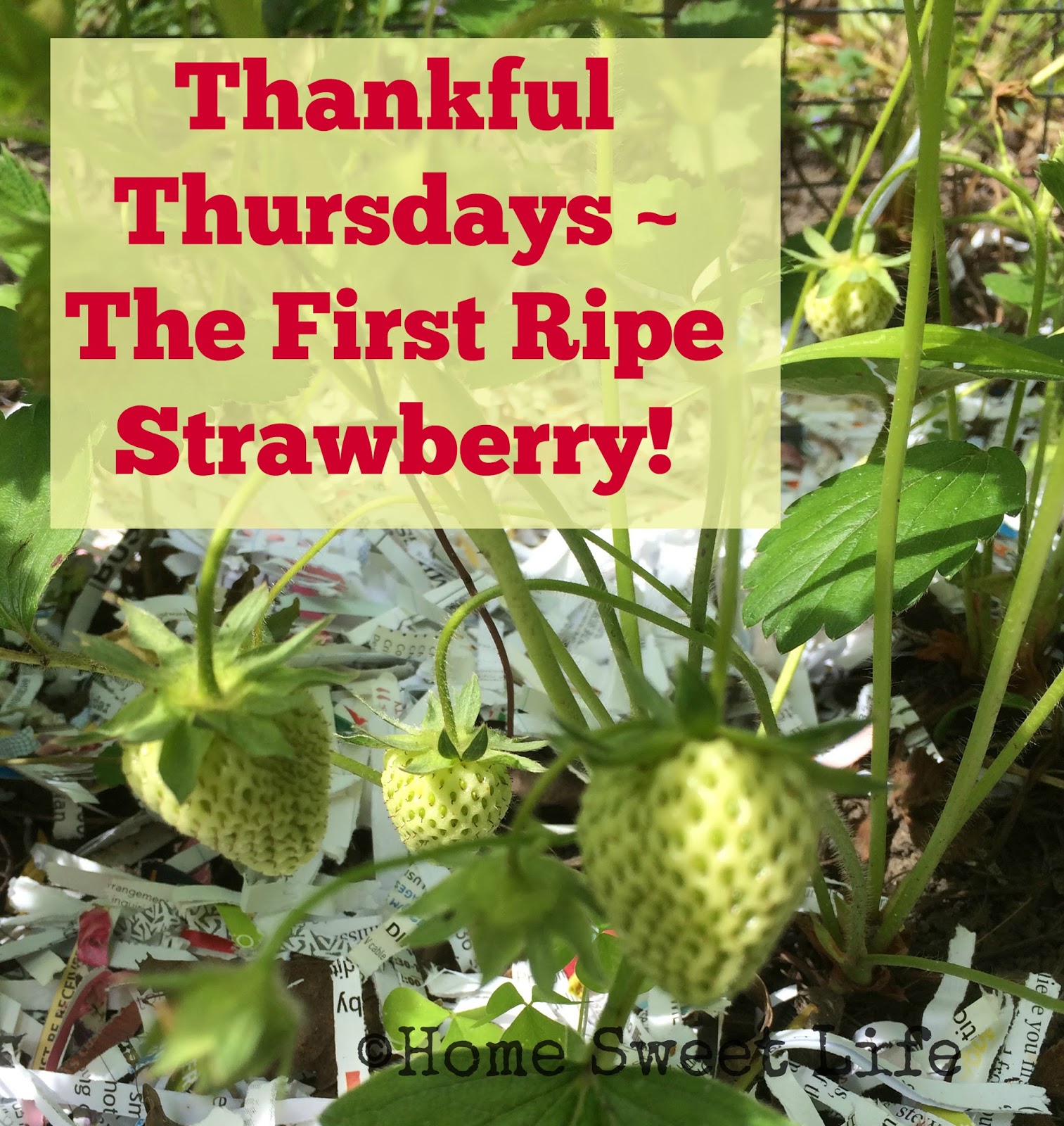 Home Sweet Life: Thankful Thursdays ~ 5/26/16 ~ The First Ripe Strawberry!