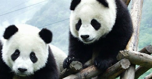 35+ Gambar Panda Lucu Dan Imut Paling Modern Dan Nyaman
