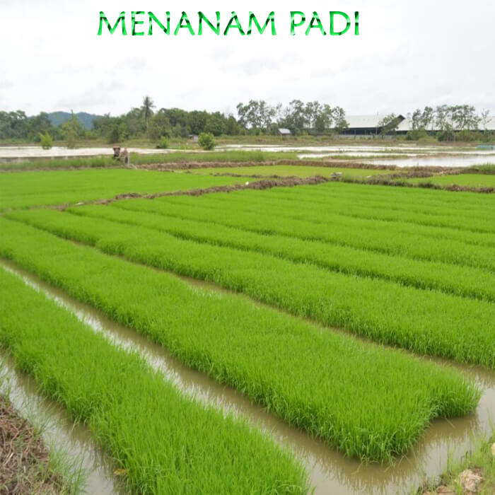 9 Cara Menanam Padi Yang Baik