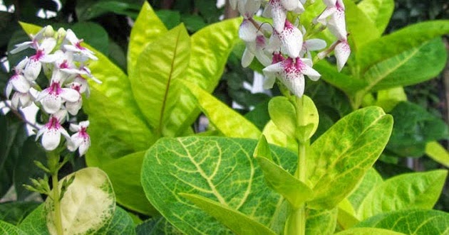 Melati Jepang (Pseuderanthemum Reticulatum) ~ SINOX NURSERY