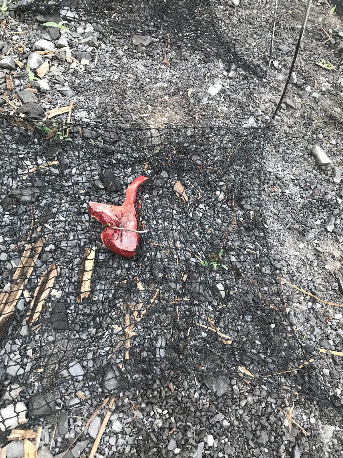 Hollier on da Bayou: A beginner’s guide to crawfishing.