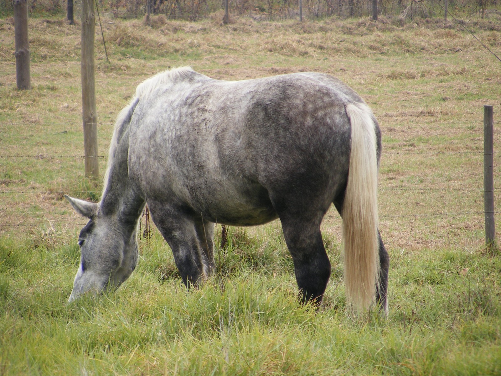 Summerwind Percheron: Percherons In The Cape ~ With Louis & Celeste ...