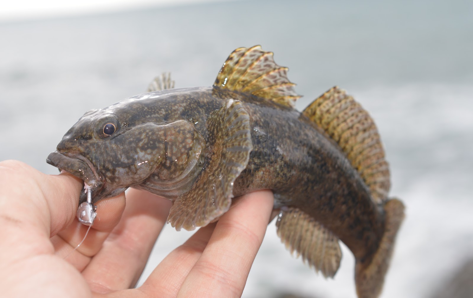 Ben Bassett - Fishing: Rockpool LRF Part 1