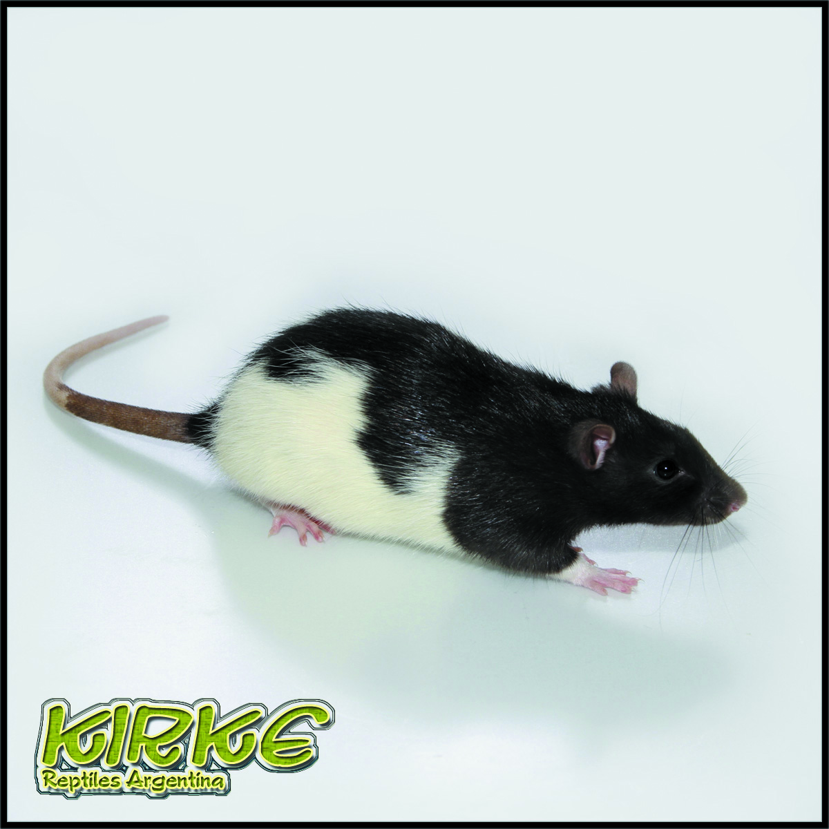 Kirke Reptiles: Rata Domestica (Rattus norvegicus)
