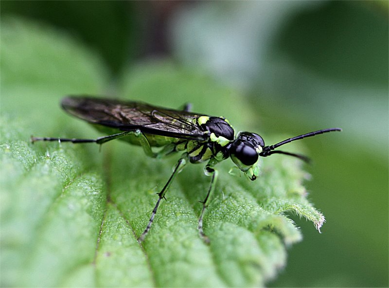 Murfs Wildlife : June Bugs