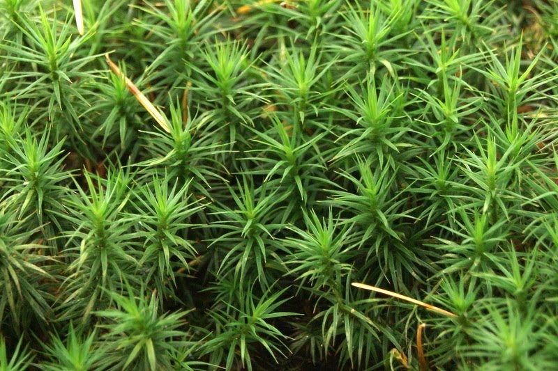 Mossen en Varens: Mossen