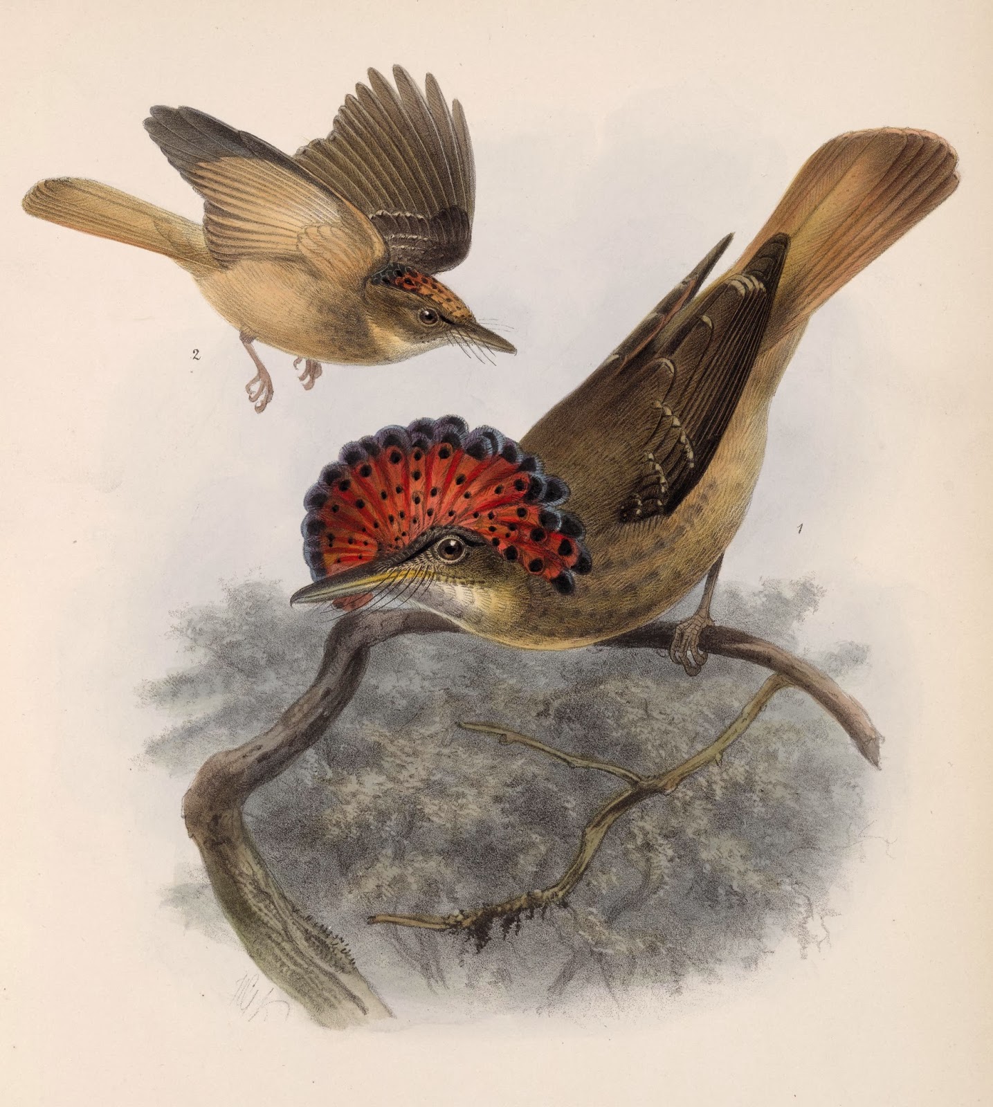 Travel & Tours: Royal Flycatcher