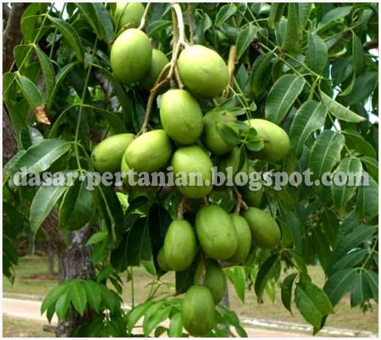 Tips Ampuh Agar Kedondong Bangkok Rajin Berbuah | Dasar-Dasar Pertanian