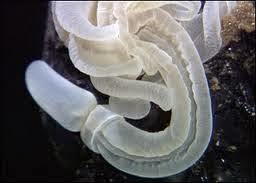 research: FILLUM ACRANIATA (PROCORDATA)