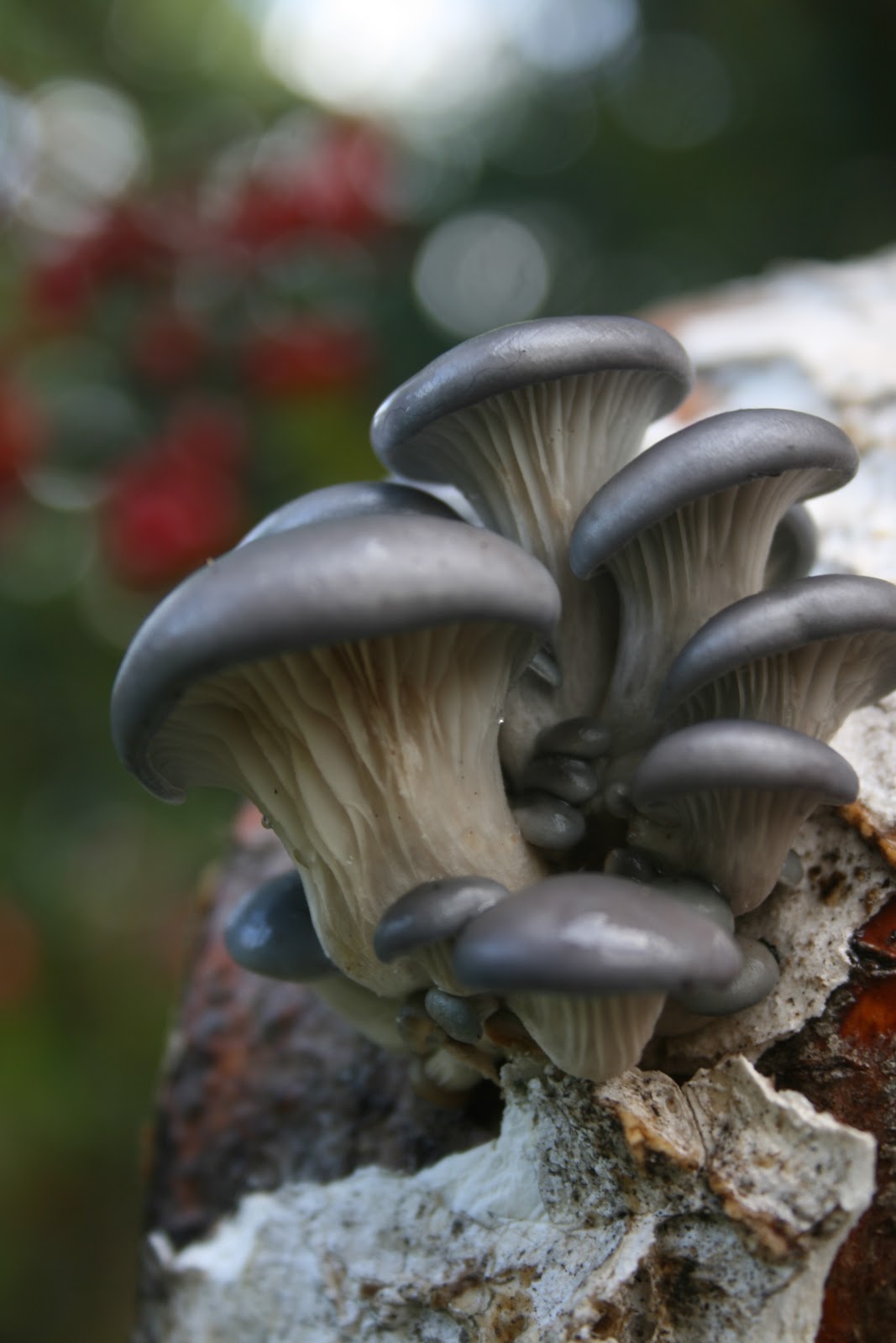 blue oyster mushroom