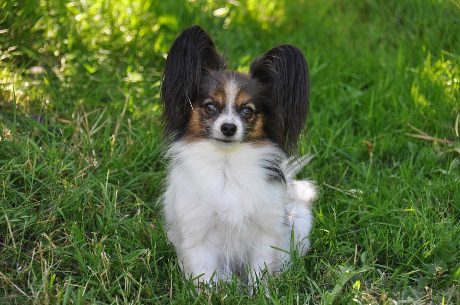 Road's End Papillons : Papillon : Types of Ear Fringes