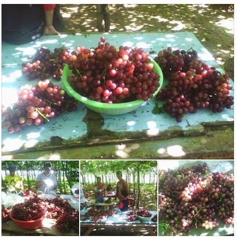 Popular Manila: Grape Picking Farm at La Union Philippines