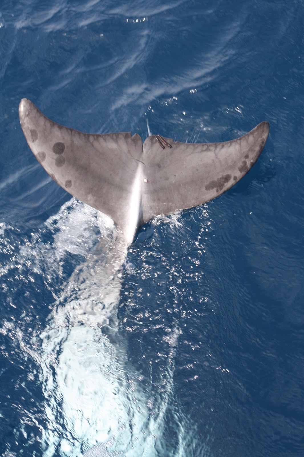 Delfines, ballenas y orcas en Tarifa: Aleta de delfín al detalle