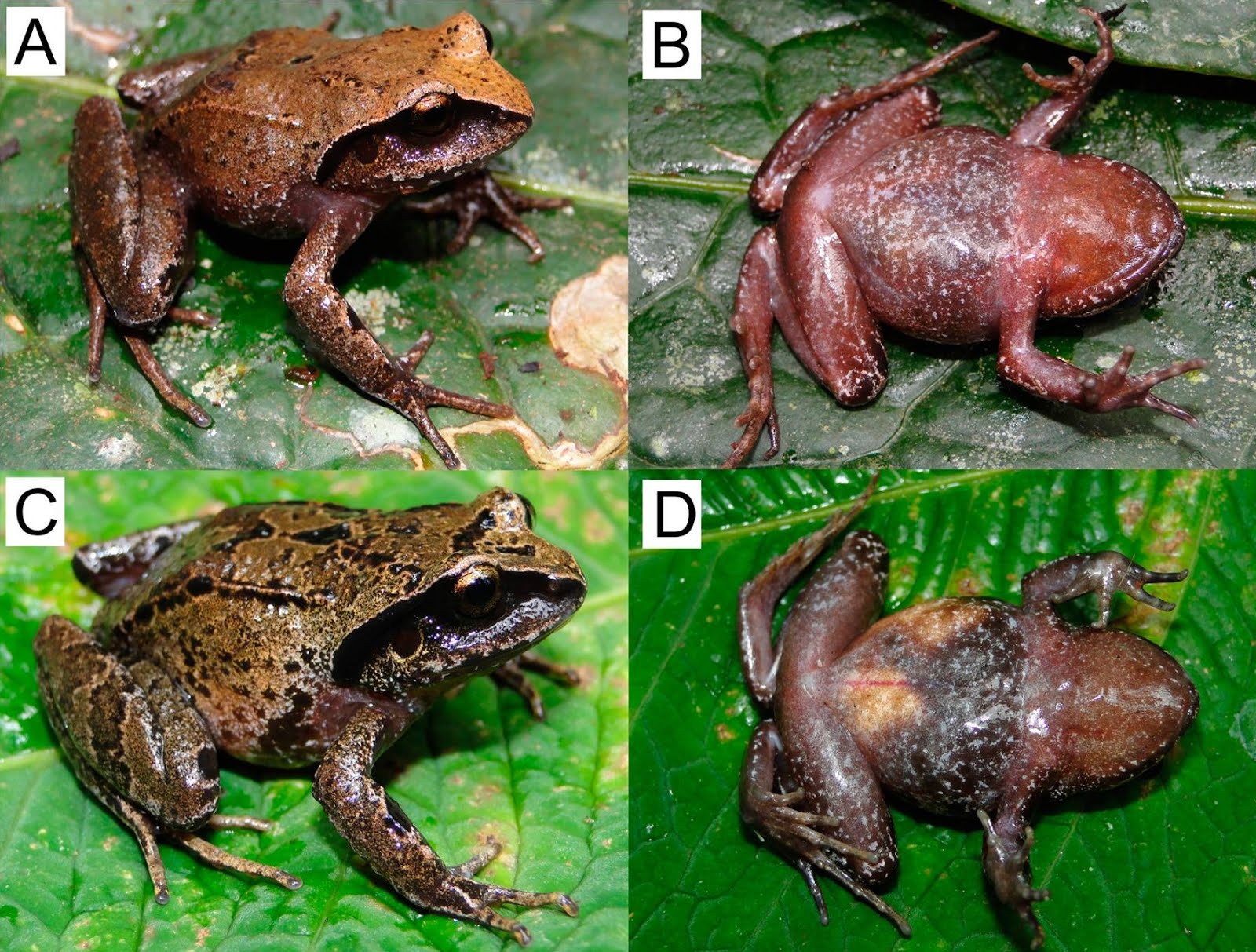 Species New to Science: [Herpetology • 2018] Phrynopus mariellaleo • A ...